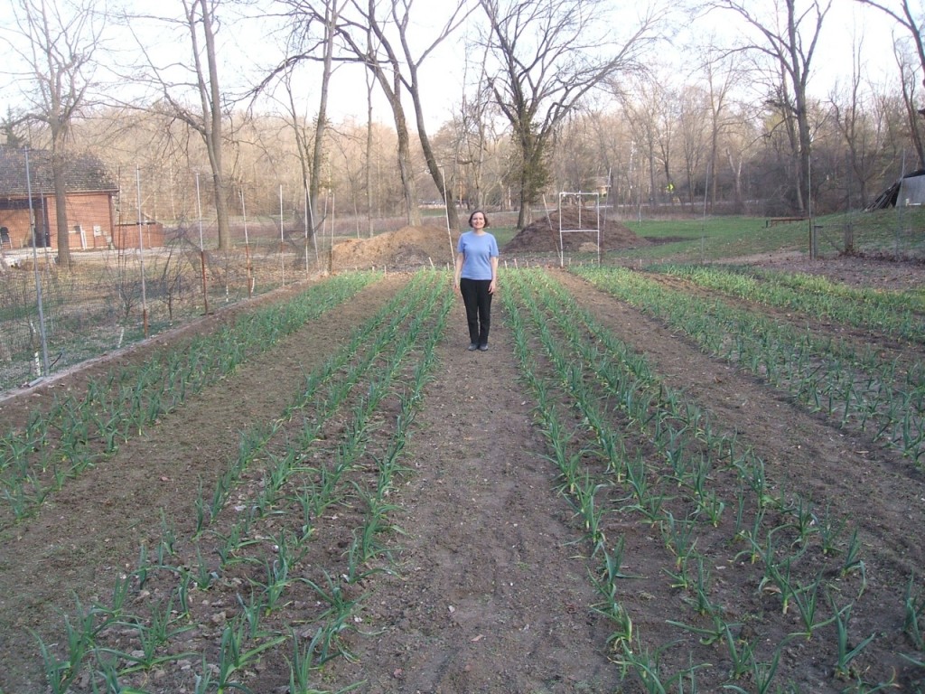 Fresh Garlic Update: Weeds at kitchenconservatory